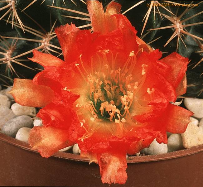 lobivia acanthoplegma 570